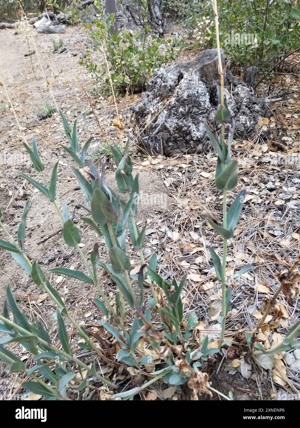 scarlet bugler (Penstemon centranthifolius) Plantae Stock Photo - Alamy