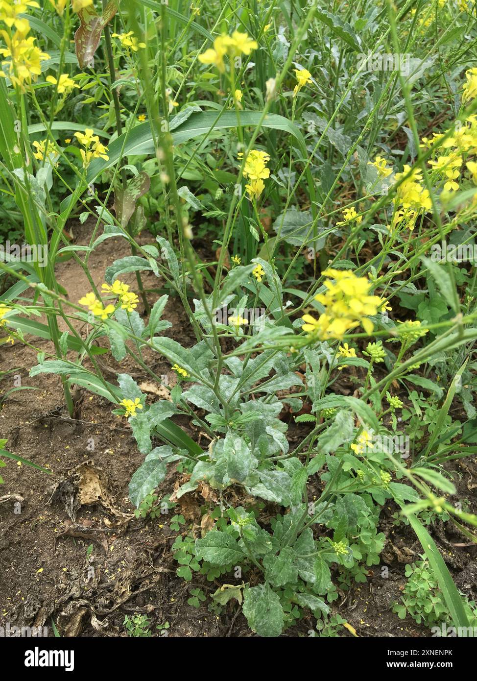 annual bastard cabbage (Rapistrum rugosum) Plantae Stock Photo - Alamy