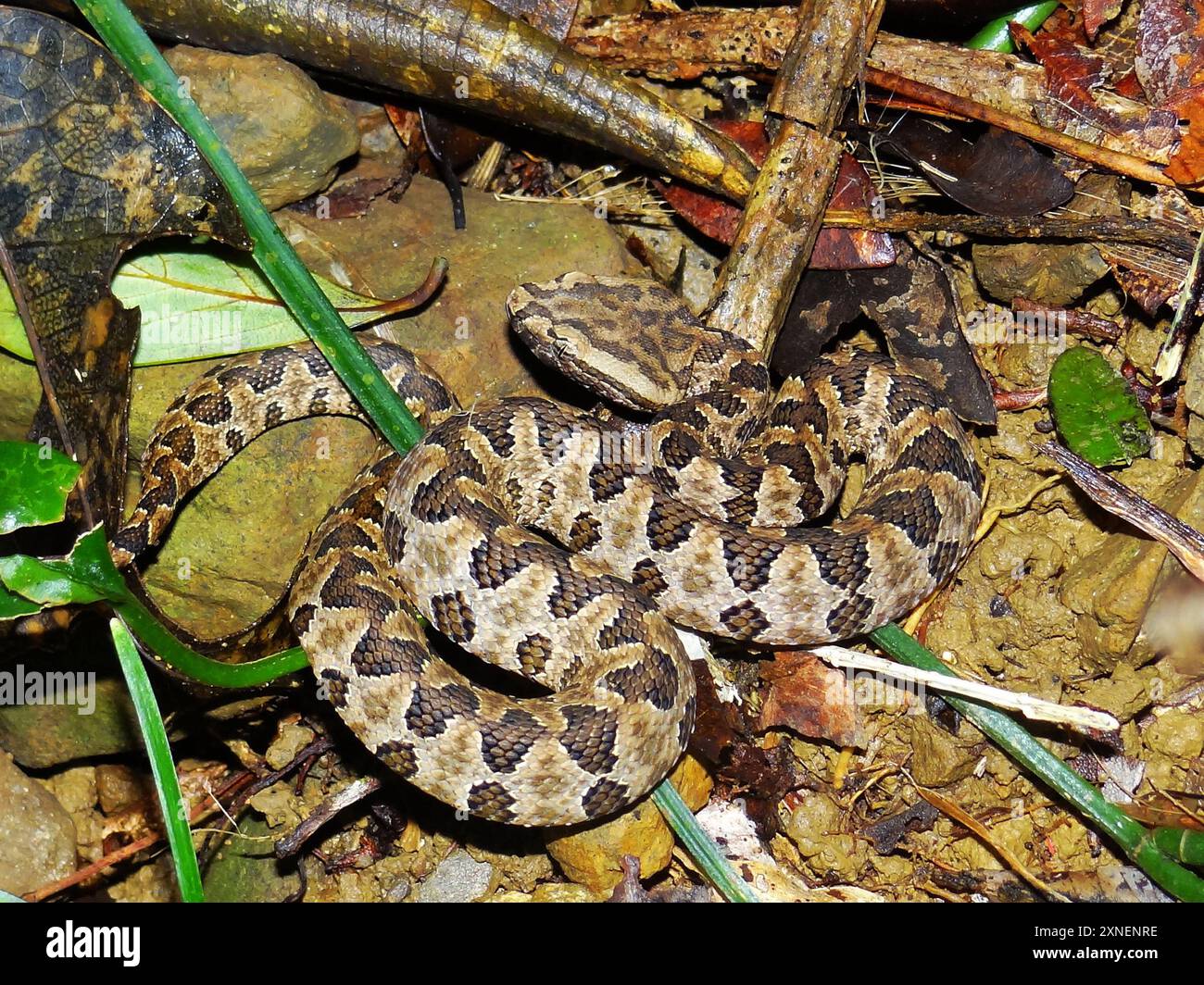 Brown spotted pitviper (Protobothrops mucrosquamatus) Reptilia Stock ...