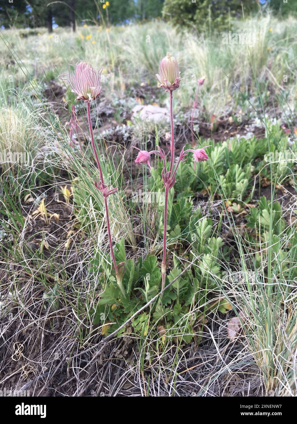prairie smoke (Geum triflorum) Plantae Stock Photo - Alamy