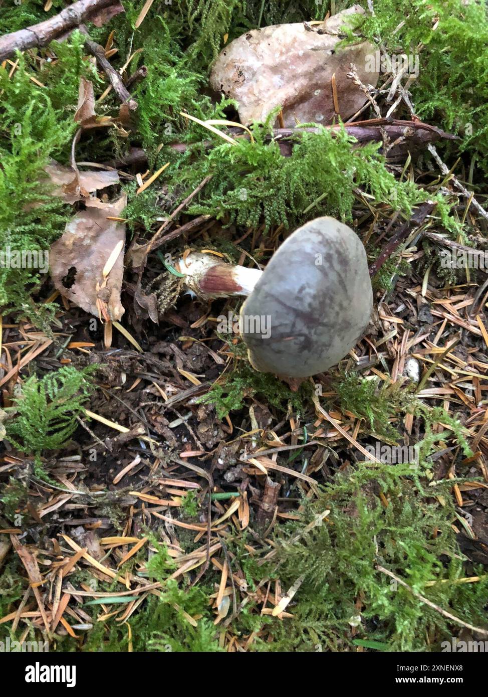 Zeller's bolete (Xerocomellus zelleri) Fungi Stock Photo - Alamy