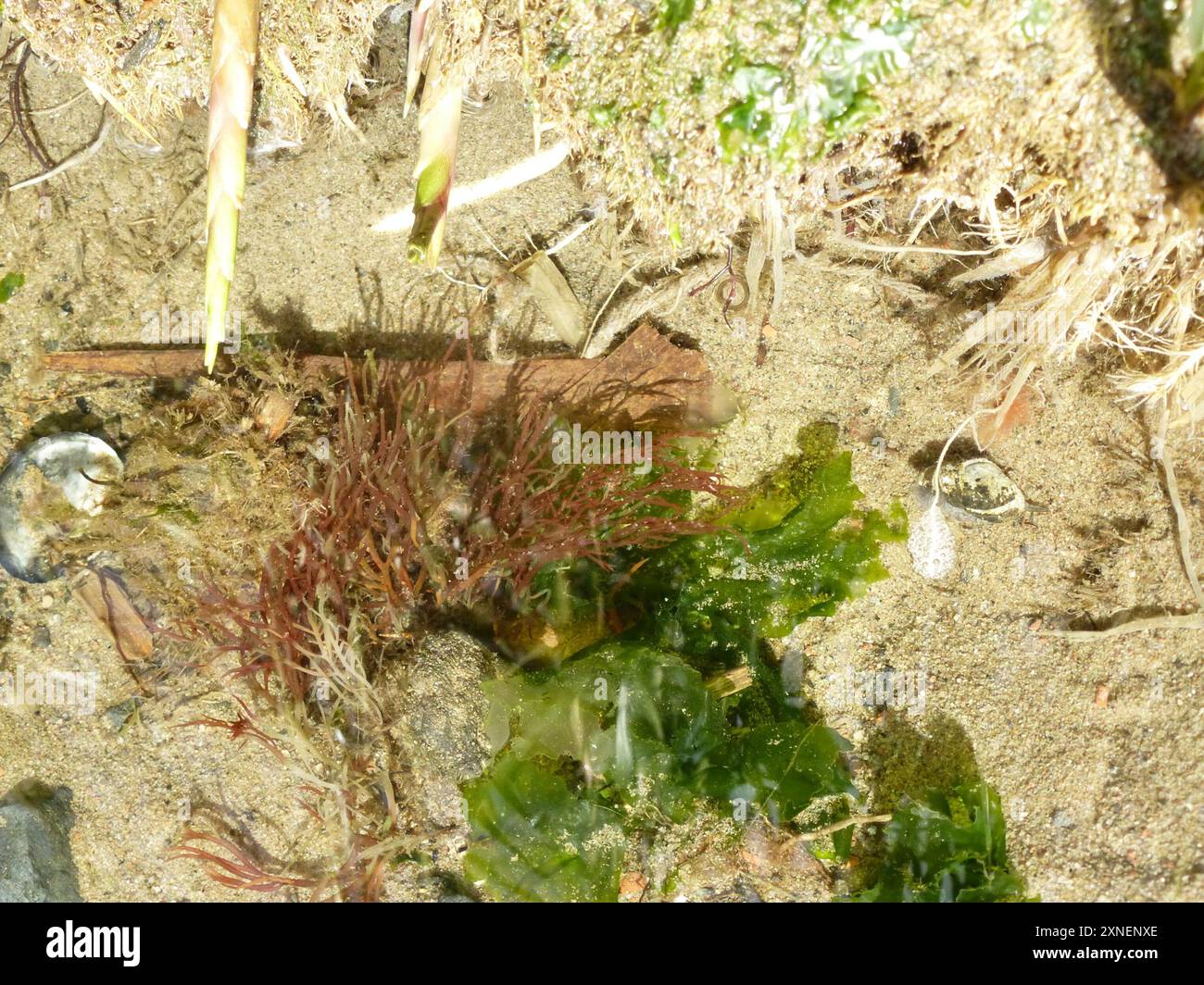 red algae (Rhodophyta) Plantae Stock Photo - Alamy