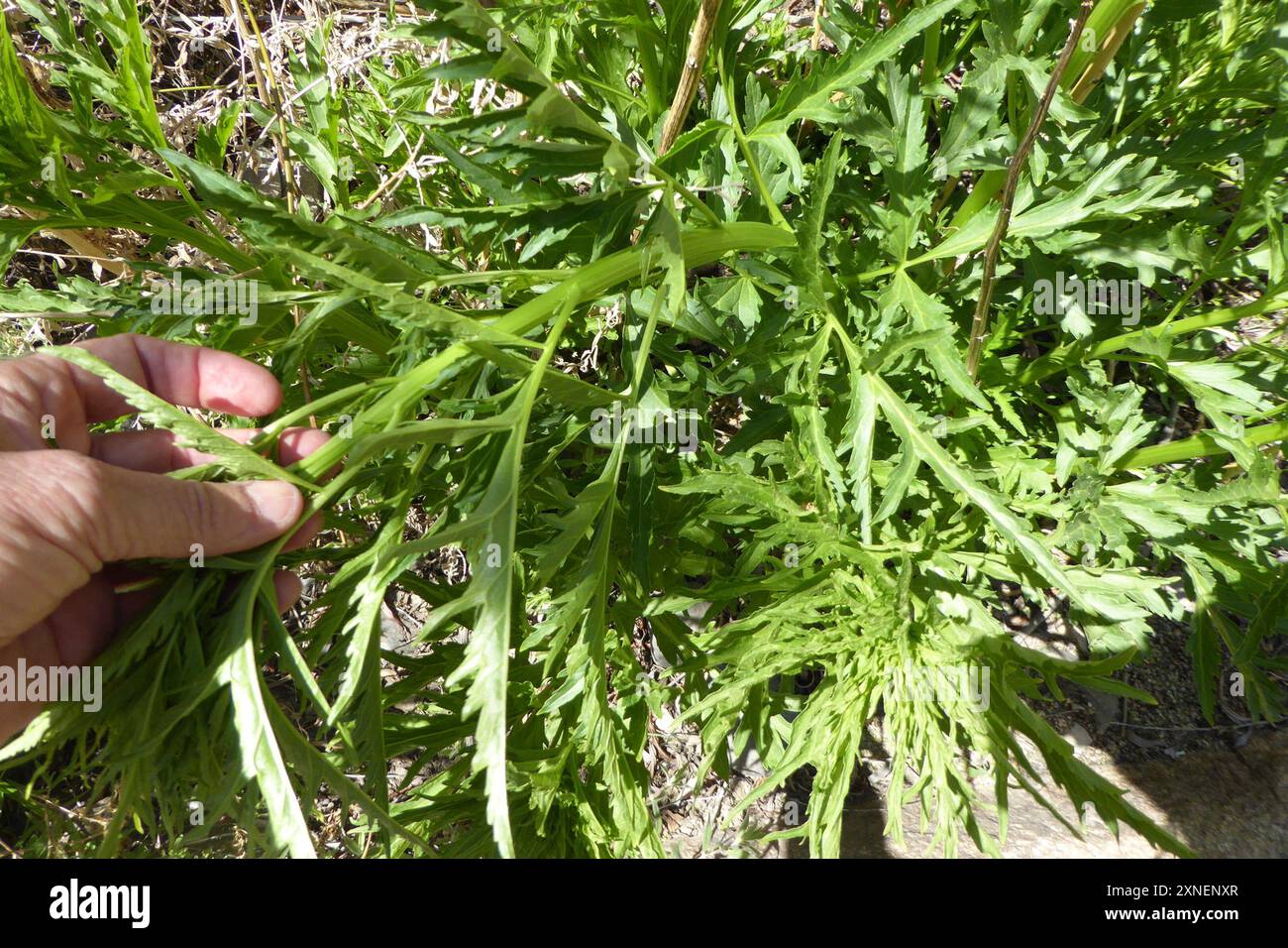 durango root (Datisca glomerata) Plantae Stock Photo - Alamy