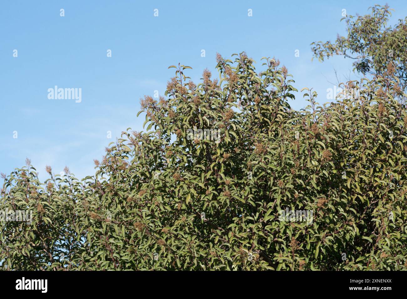 laurel sumac (Malosma laurina) Plantae Stock Photo - Alamy