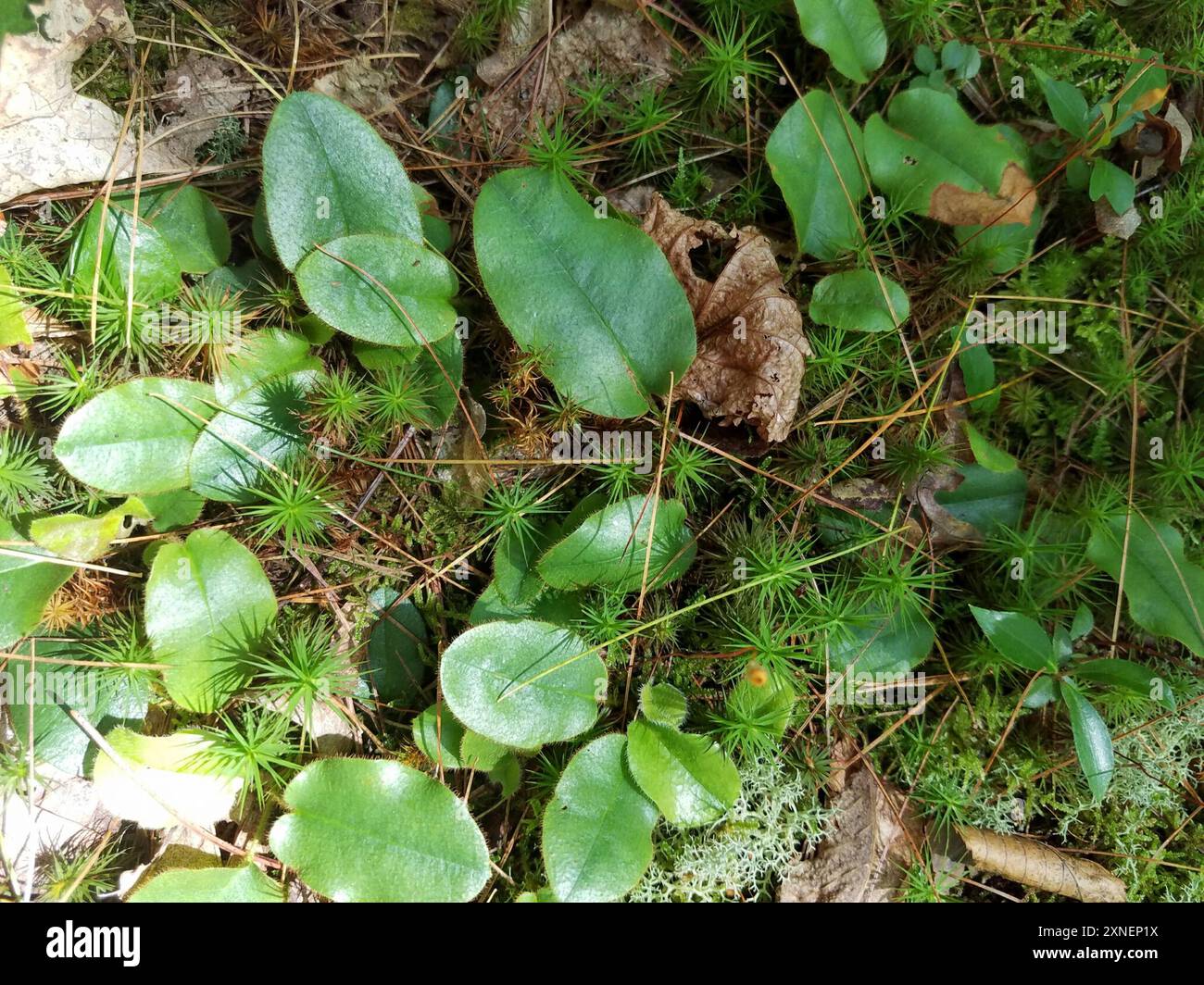 trailing arbutus (Epigaea repens) Plantae Stock Photo - Alamy