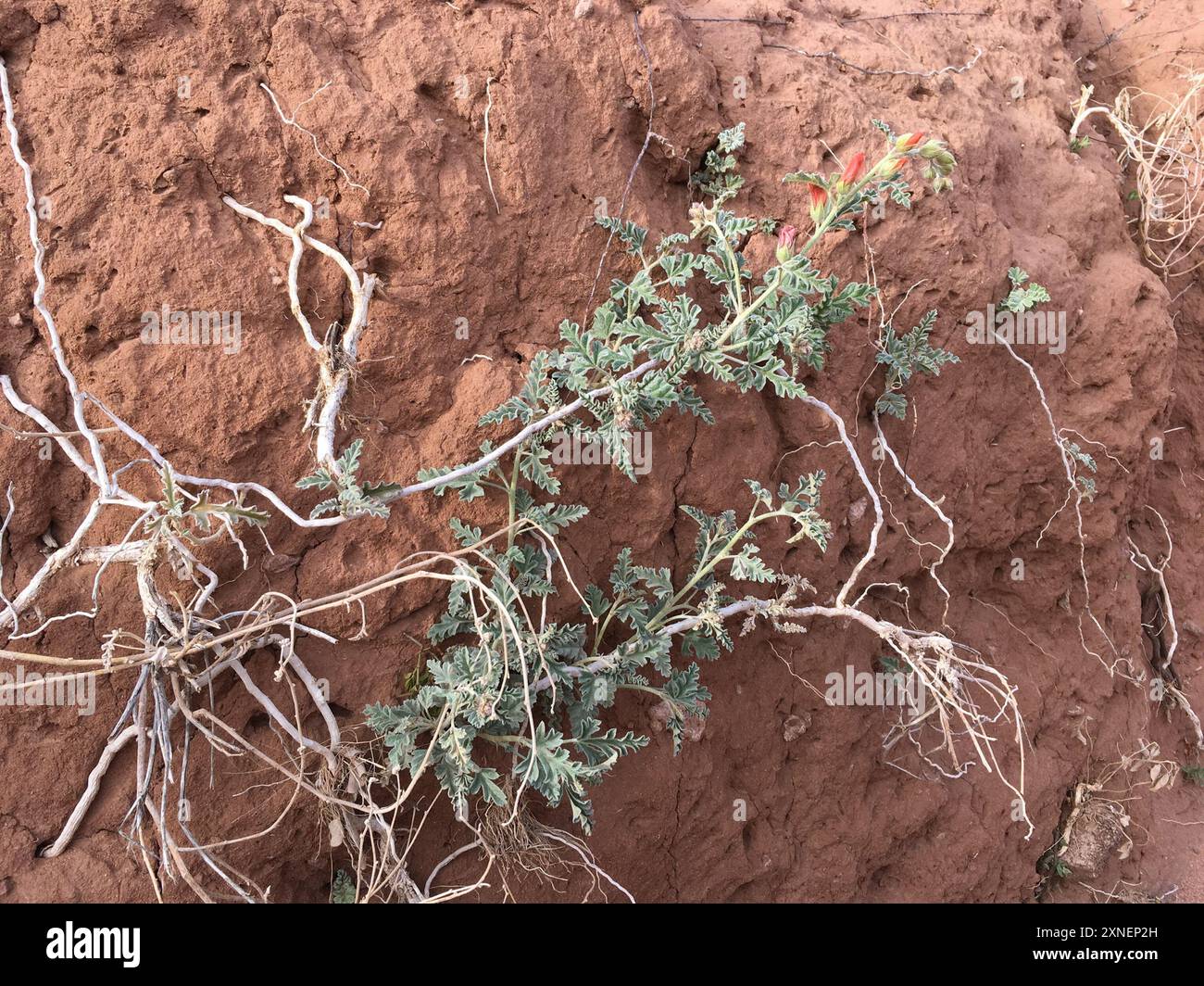 spear globemallow (Sphaeralcea hastulata) Plantae Stock Photo - Alamy