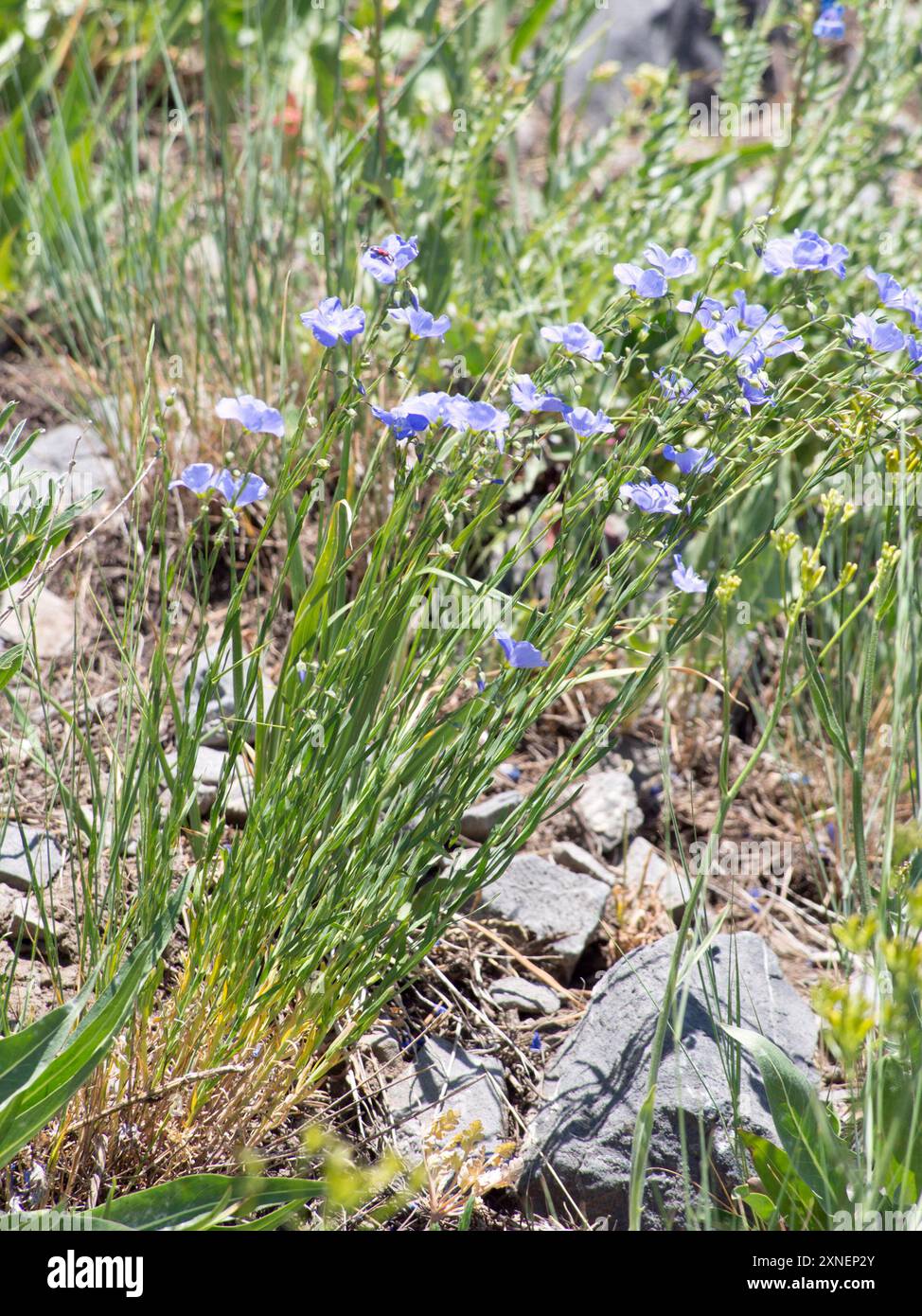 Lewis flax (Linum lewisii) Plantae Stock Photo - Alamy