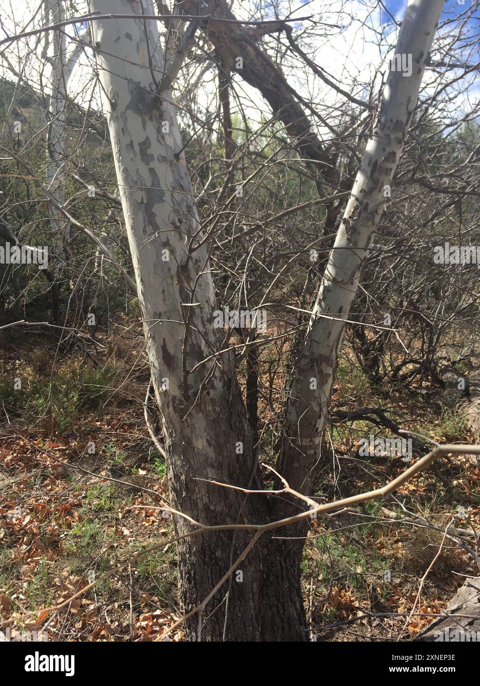 Arizona sycamore (Platanus wrightii) Plantae Stock Photo - Alamy