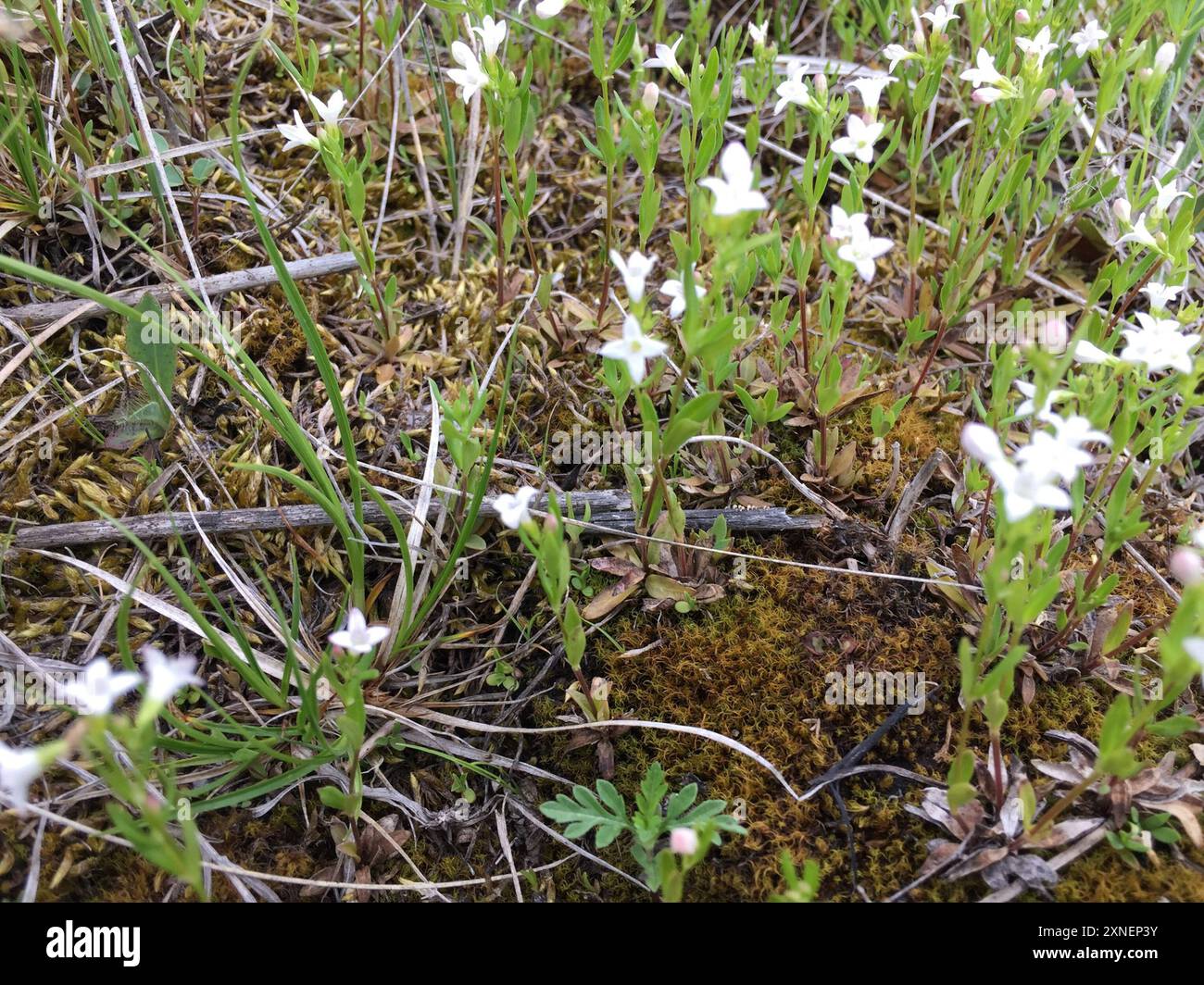 long-leaved bluets (Houstonia longifolia) Plantae Stock Photo - Alamy