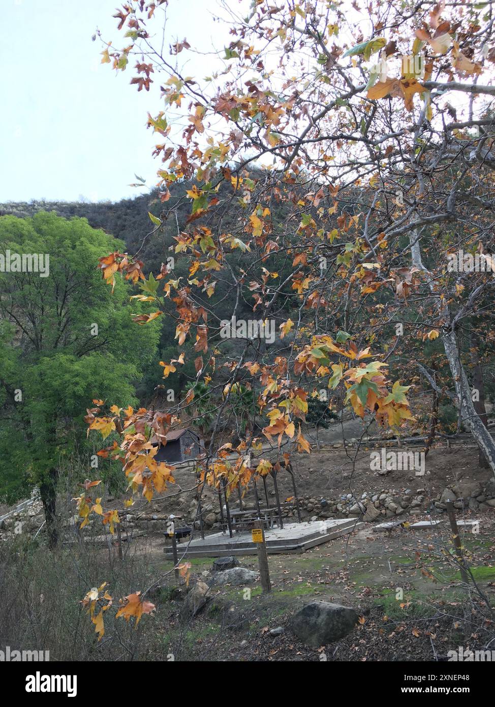 western sycamore (Platanus racemosa) Plantae Stock Photo - Alamy