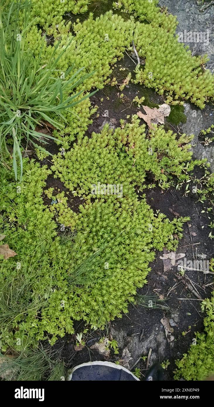 Stringy Stonecrop (Sedum sarmentosum) Plantae Stock Photo - Alamy