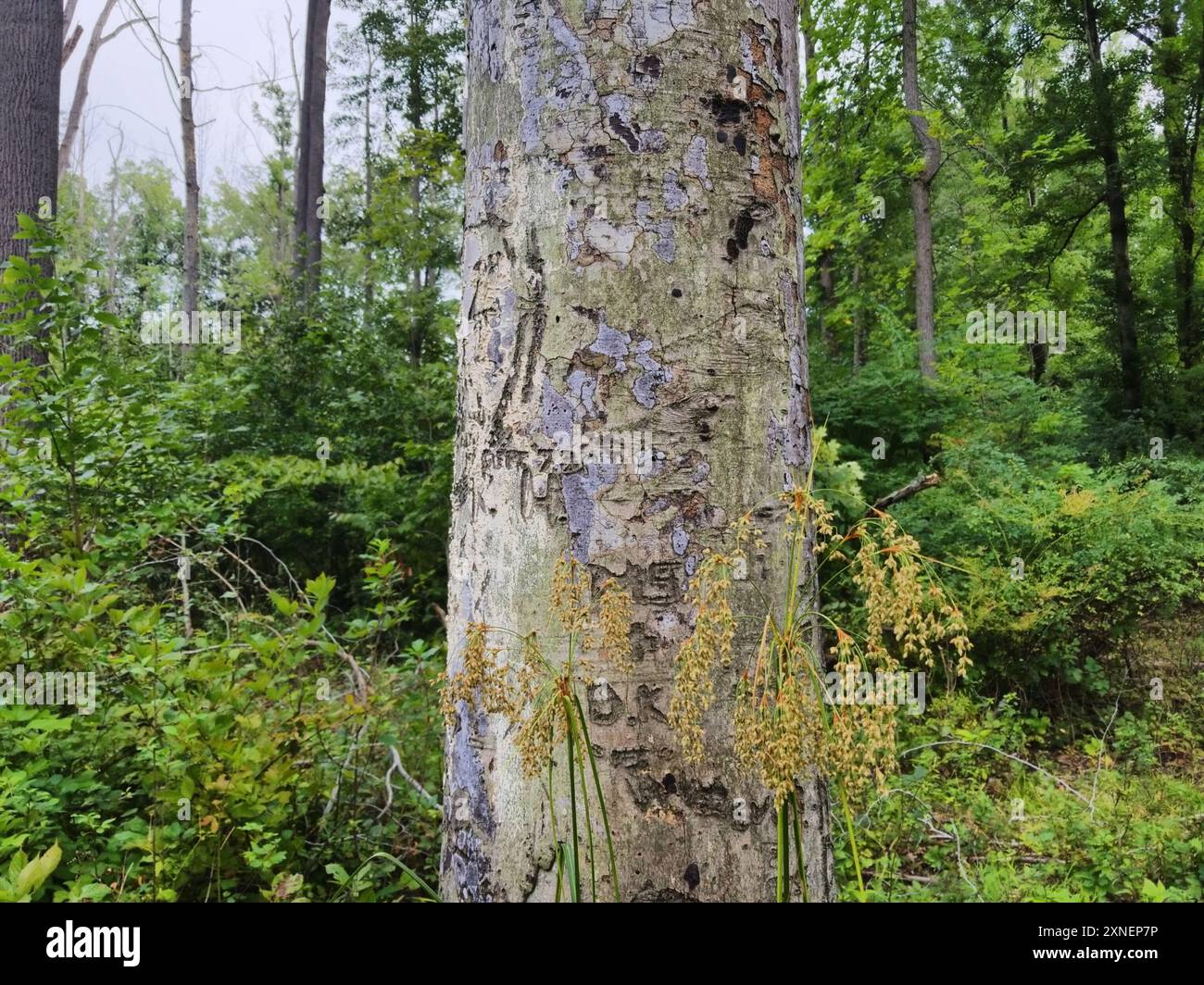 Beech Scale (Cryptococcus fagisuga) Insecta Stock Photo - Alamy