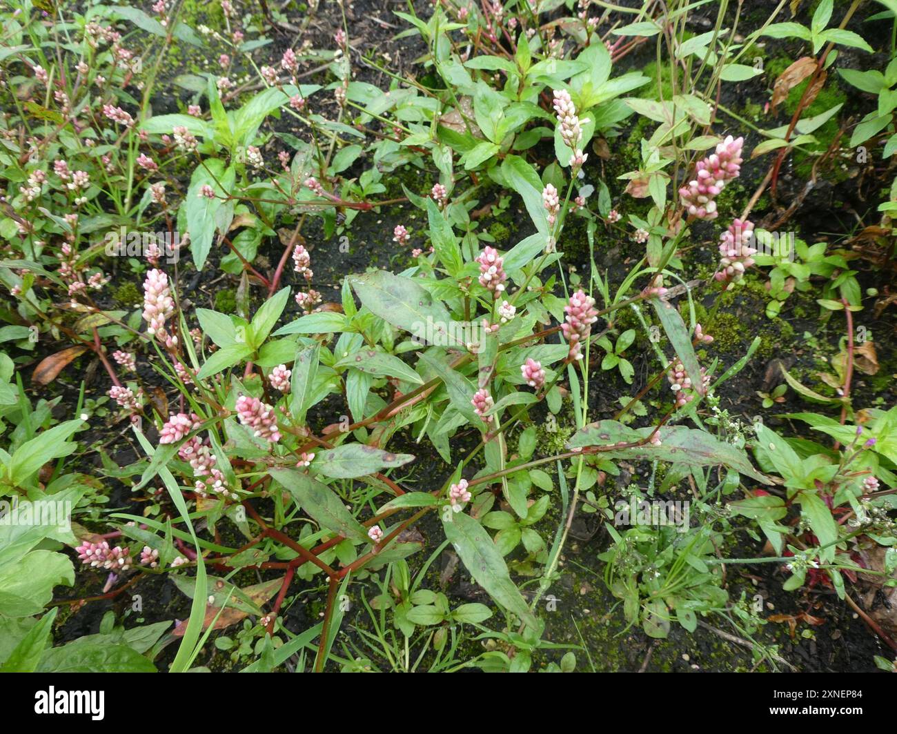spotted lady's thumb (Persicaria maculosa) Plantae Stock Photo - Alamy