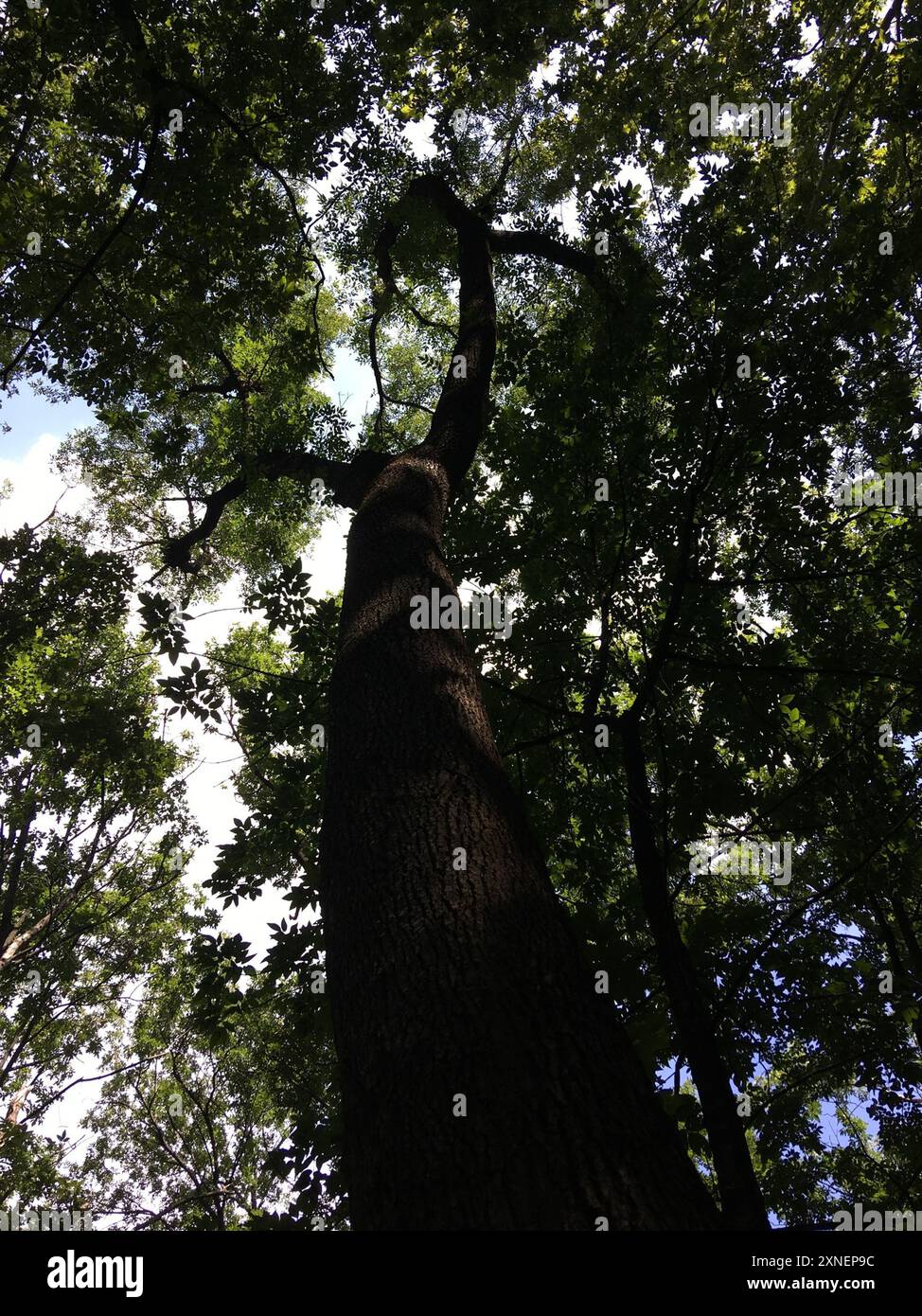 pumpkin ash (Fraxinus profunda) Plantae Stock Photo - Alamy