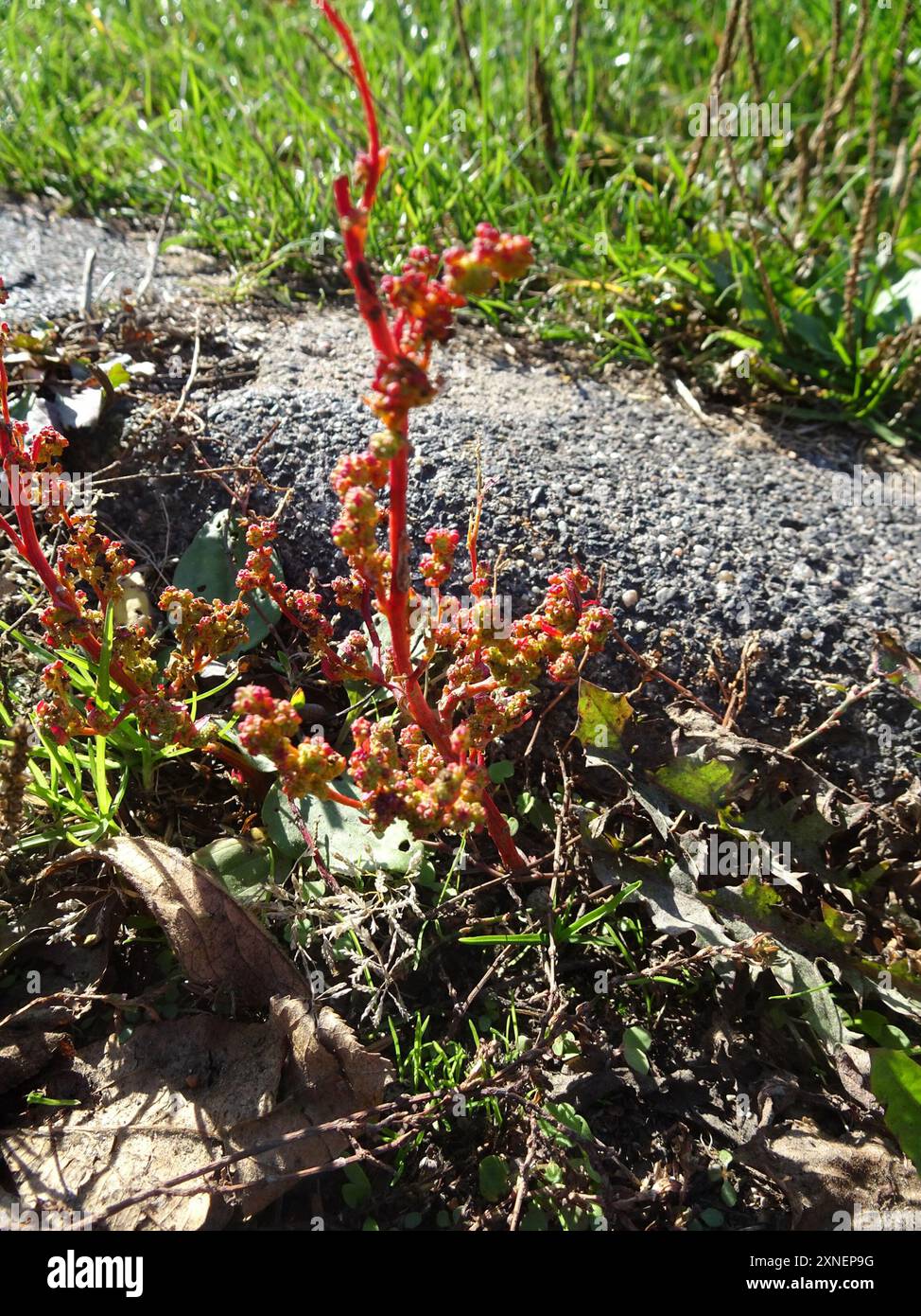 saltbush subfamily (Chenopodioideae) Plantae Stock Photo - Alamy