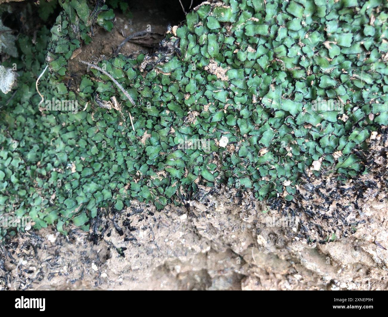 Complex thallose liverworts (Marchantiales) Plantae Stock Photo - Alamy