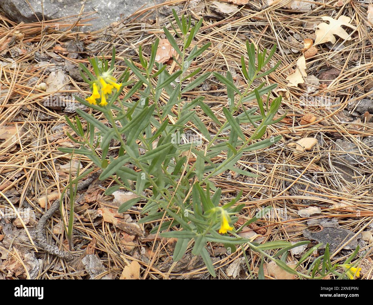 manyflowered gromwell (Lithospermum multiflorum) Plantae Stock Photo ...