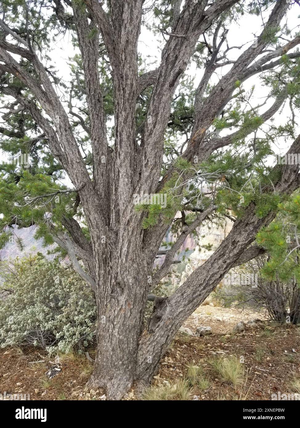Colorado Pinyon (Pinus edulis) Plantae Stock Photo - Alamy