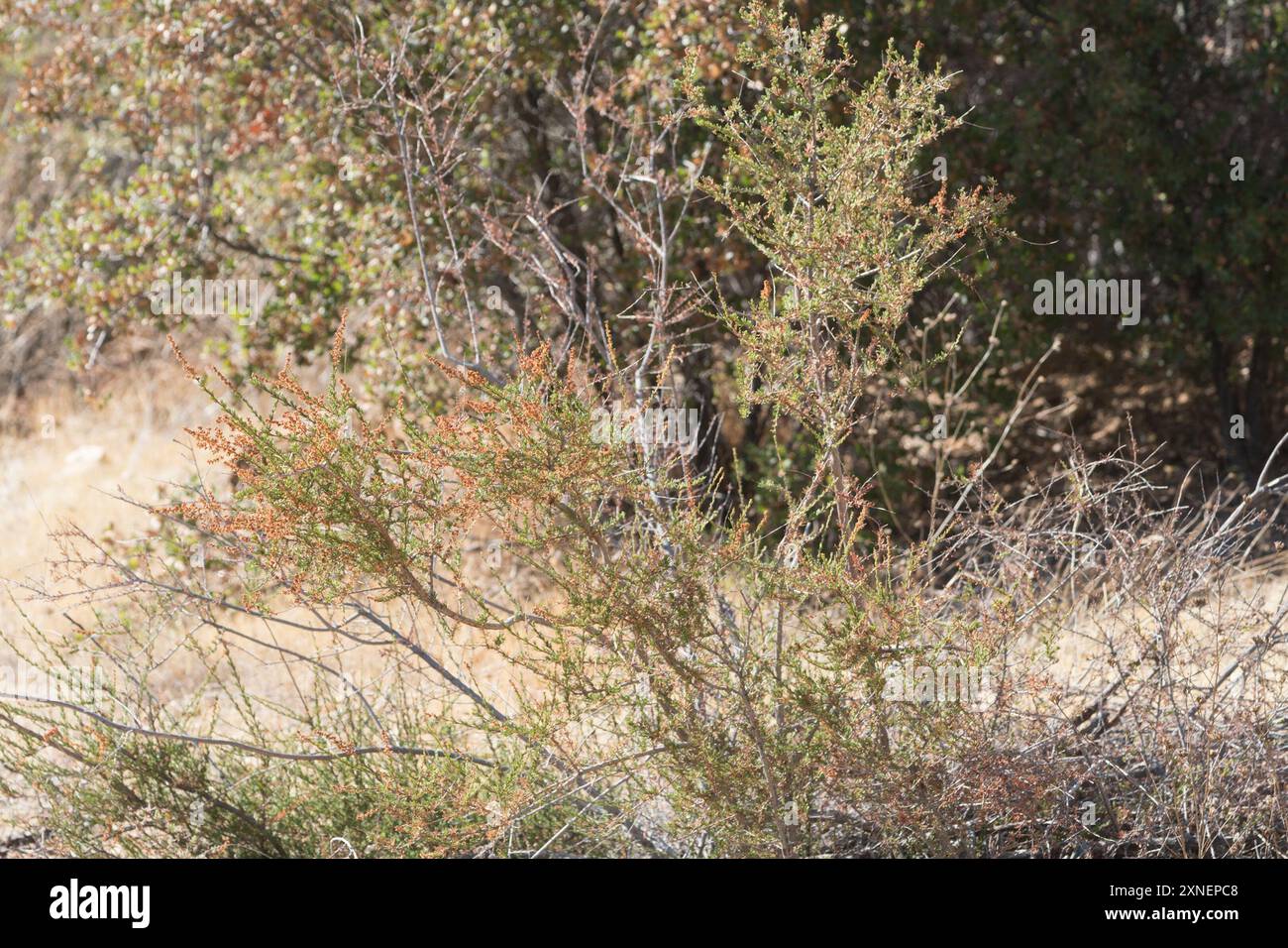 chamise (Adenostoma fasciculatum) Plantae Stock Photo - Alamy