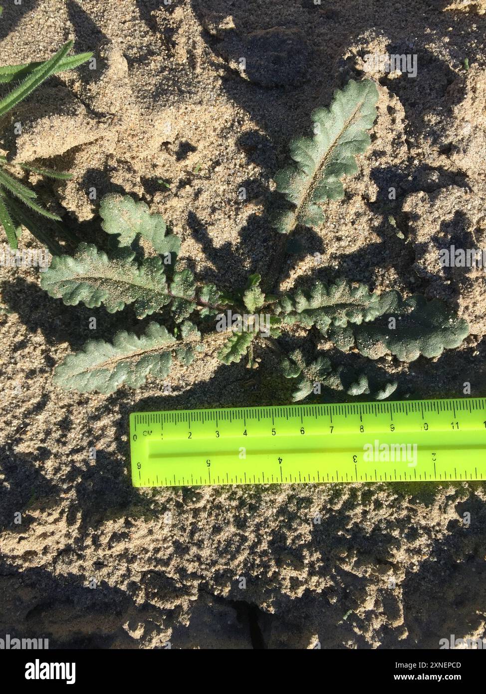 Notch-leaf Scorpionweed (Phacelia crenulata) Plantae Stock Photo - Alamy