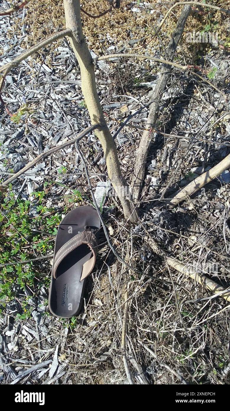 Cretan mallow (Malva multiflora) Plantae Stock Photo - Alamy