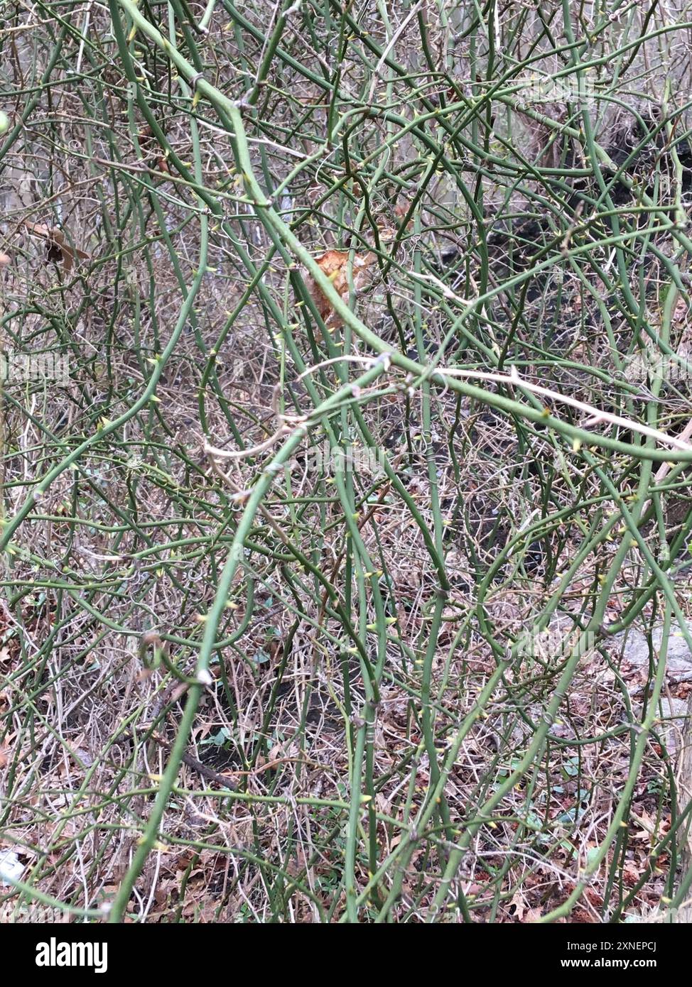 roundleaf greenbrier (Smilax rotundifolia) Plantae Stock Photo - Alamy
