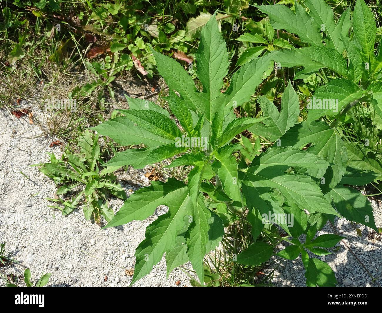 giant ragweed (Ambrosia trifida) Plantae Stock Photo - Alamy