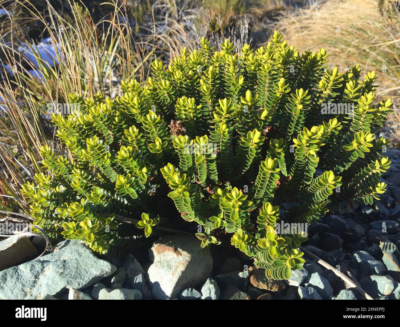 Boxleaf Hebe (Veronica odora) Plantae Stock Photo - Alamy