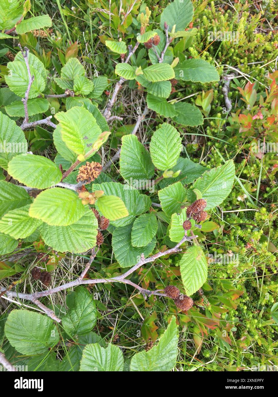 green alder (Alnus alnobetula) Plantae Stock Photo - Alamy