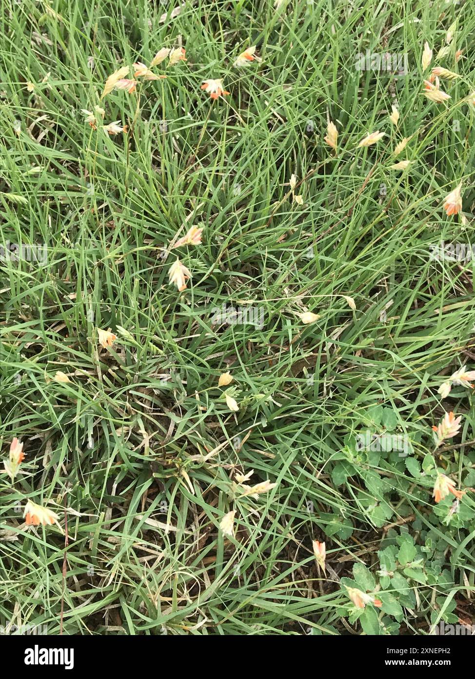 buffalograss (Bouteloua dactyloides) Plantae Stock Photo - Alamy