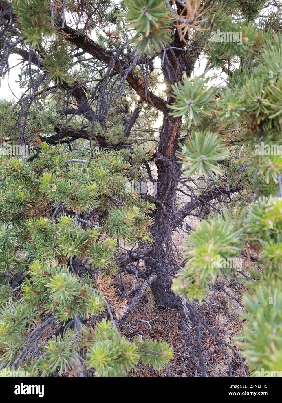 Colorado Pinyon (Pinus edulis) Plantae Stock Photo - Alamy