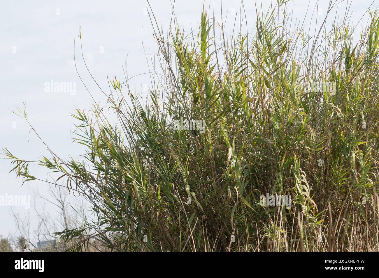 giant reed (Arundo donax) Plantae Stock Photo - Alamy