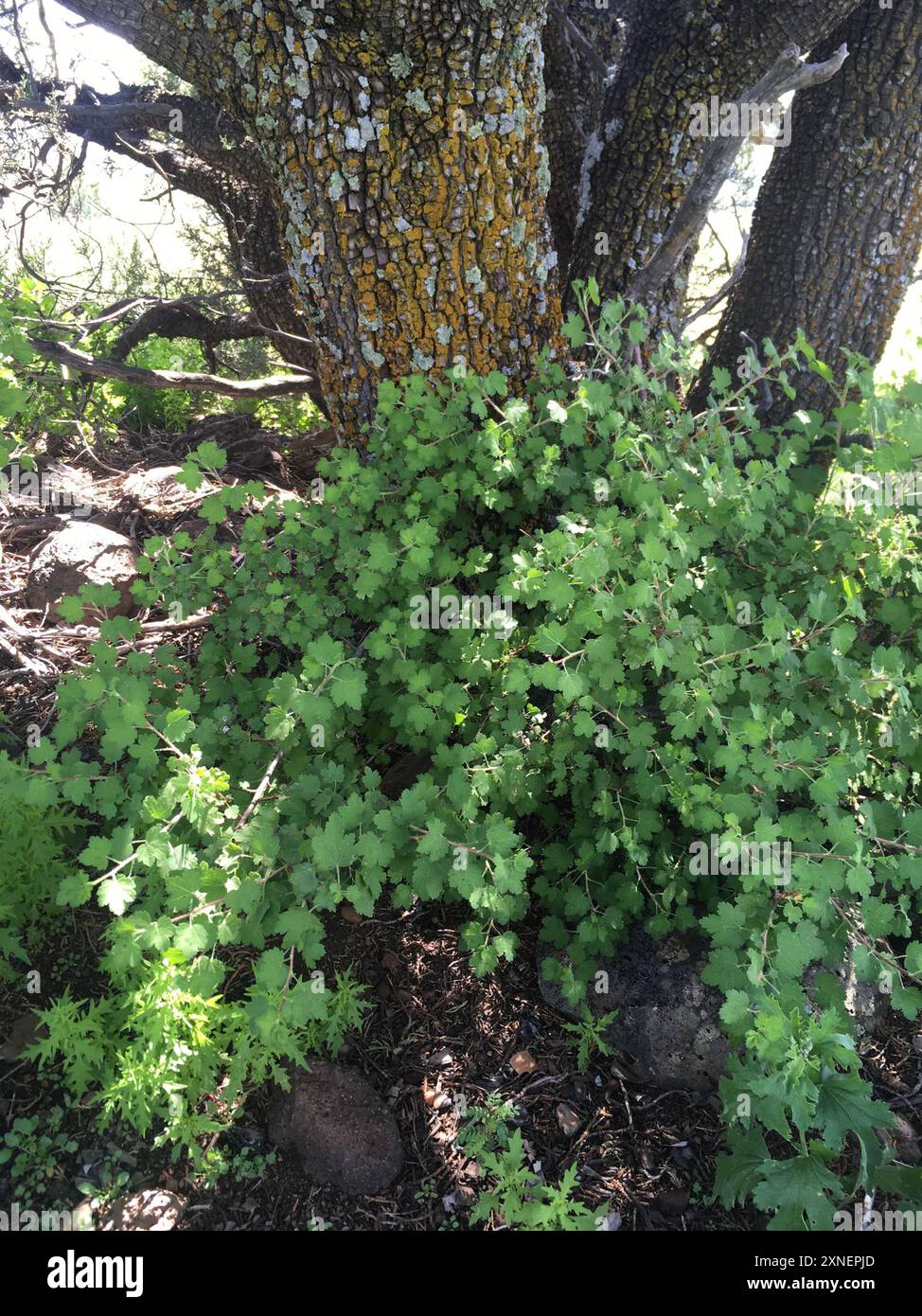 (Ribes mescalerium) Plantae Stock Photo - Alamy