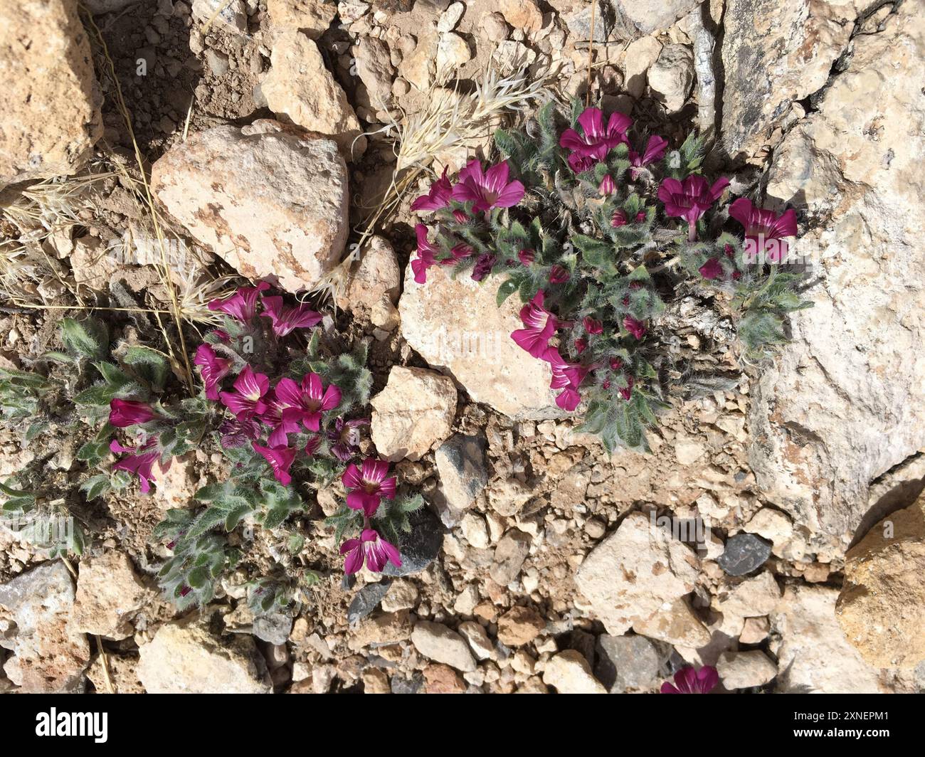 Early shaggytuft (Stenandrium barbatum) Plantae Stock Photo - Alamy