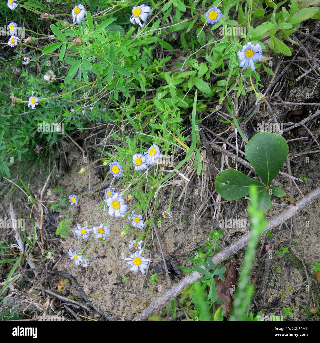 Soft Felicia (Felicia amoena) Plantae Stock Photo - Alamy
