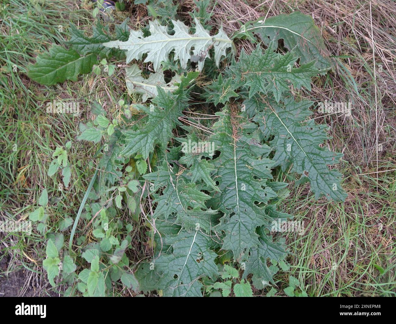 Slender Thistle (Carduus tenuiflorus) Plantae Stock Photo - Alamy