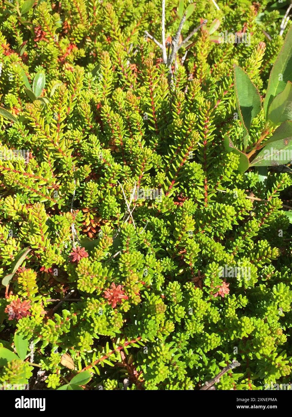 black crowberry (Empetrum nigrum) Plantae Stock Photo - Alamy