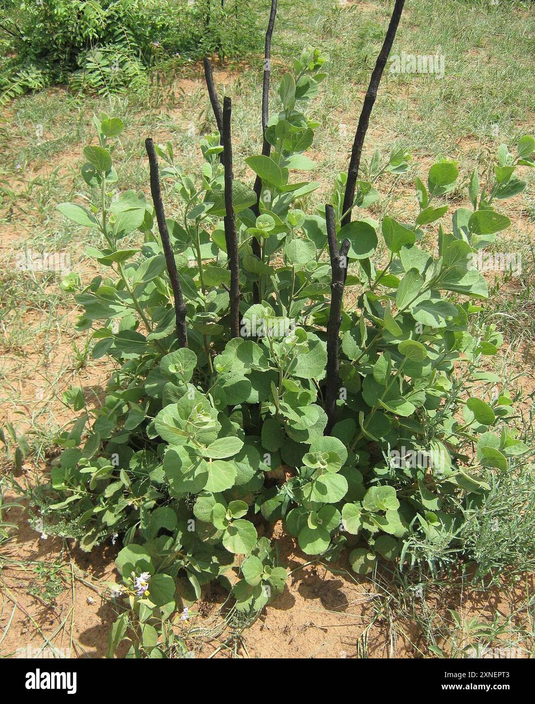 South African Wild Pear (Dombeya rotundifolia) Plantae Stock Photo - Alamy