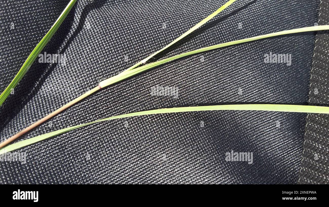 Sideoats Grama (Bouteloua curtipendula) Plantae Stock Photo - Alamy