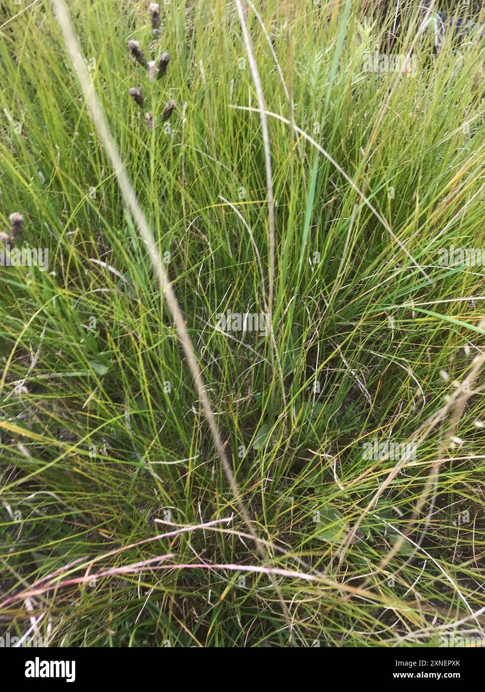 prairie dropseed (Sporobolus heterolepis) Plantae Stock Photo - Alamy