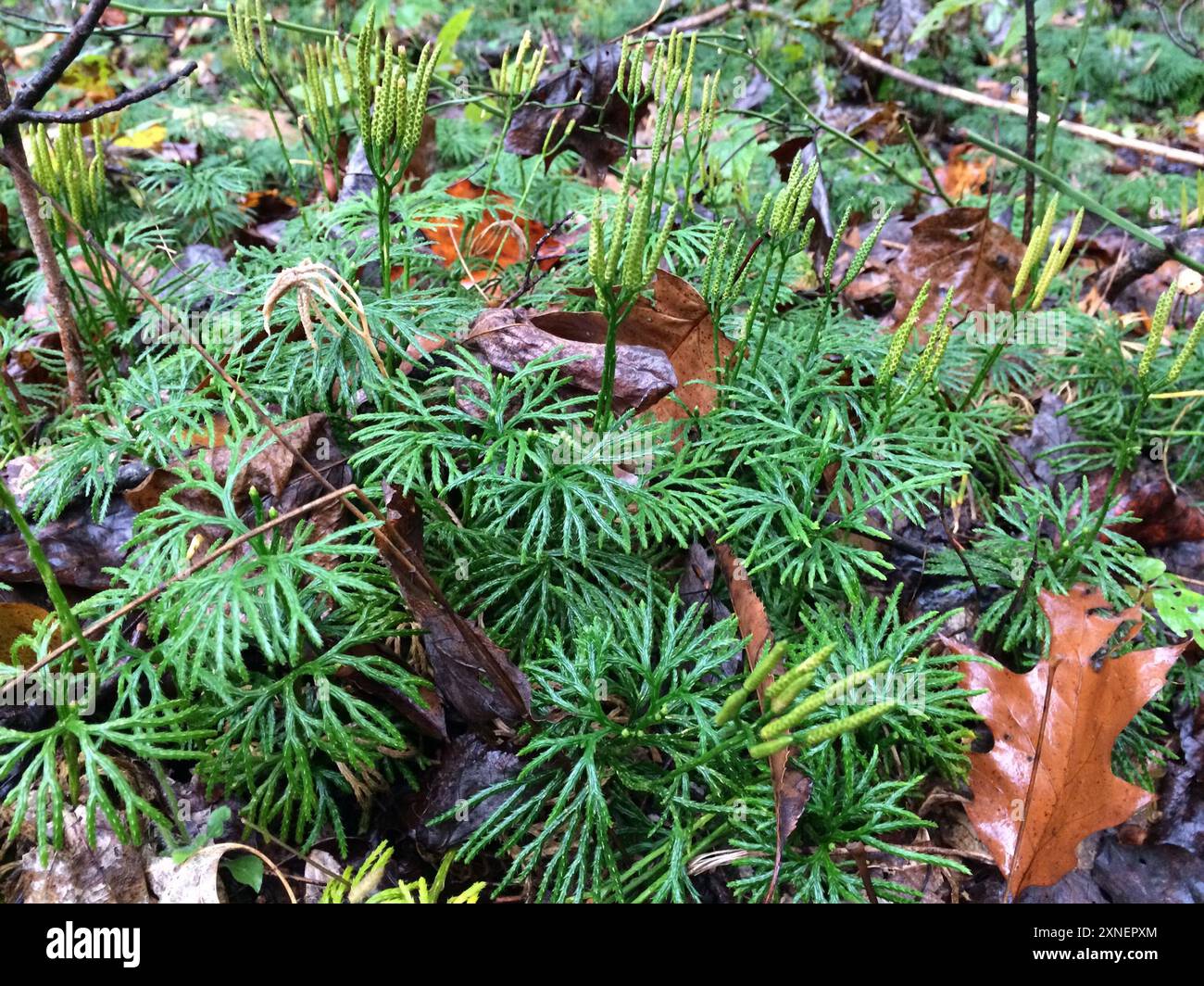 fan clubmoss (Diphasiastrum digitatum) Plantae Stock Photo - Alamy