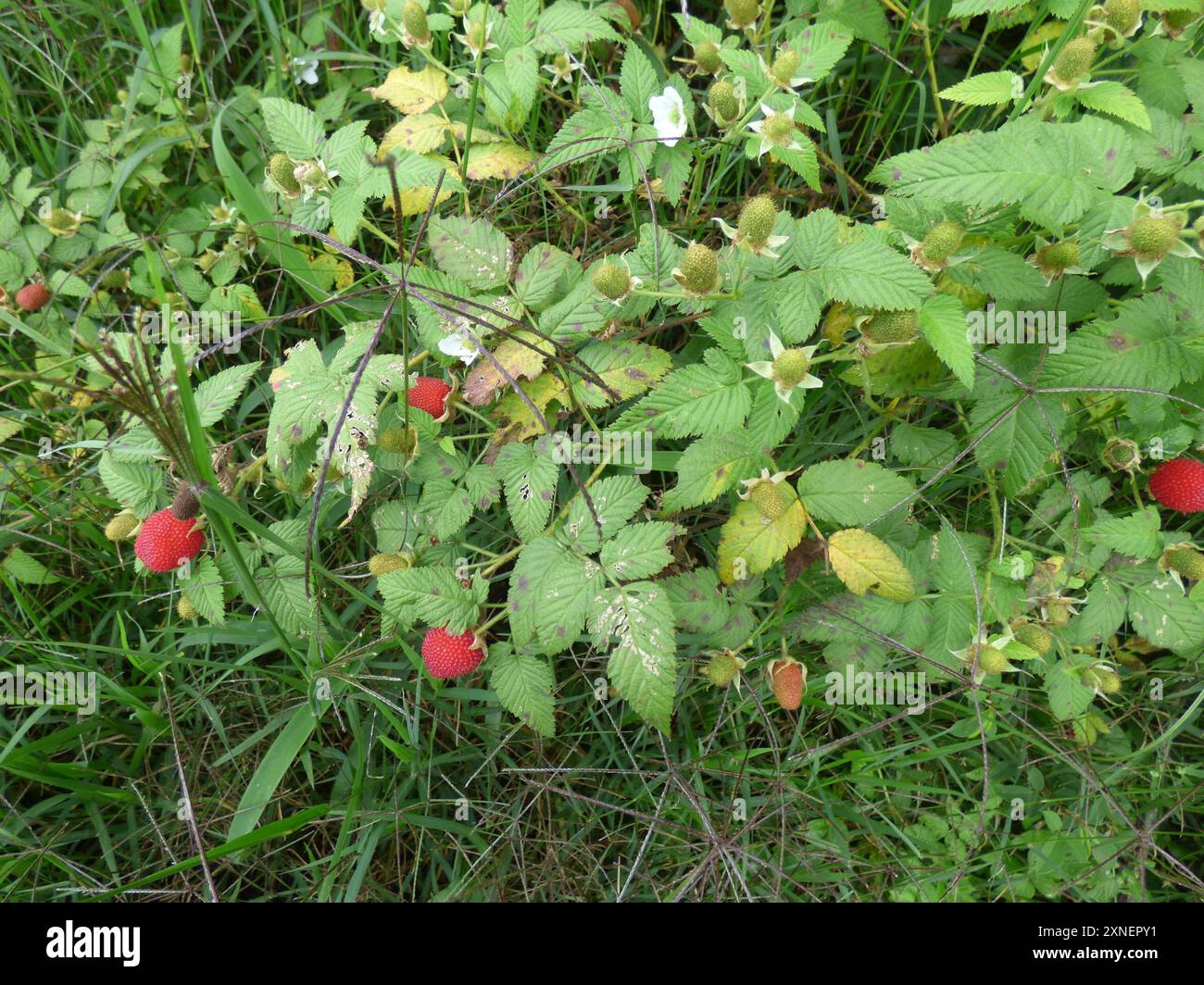 roseleaf bramble (Rubus rosifolius) Plantae Stock Photo - Alamy