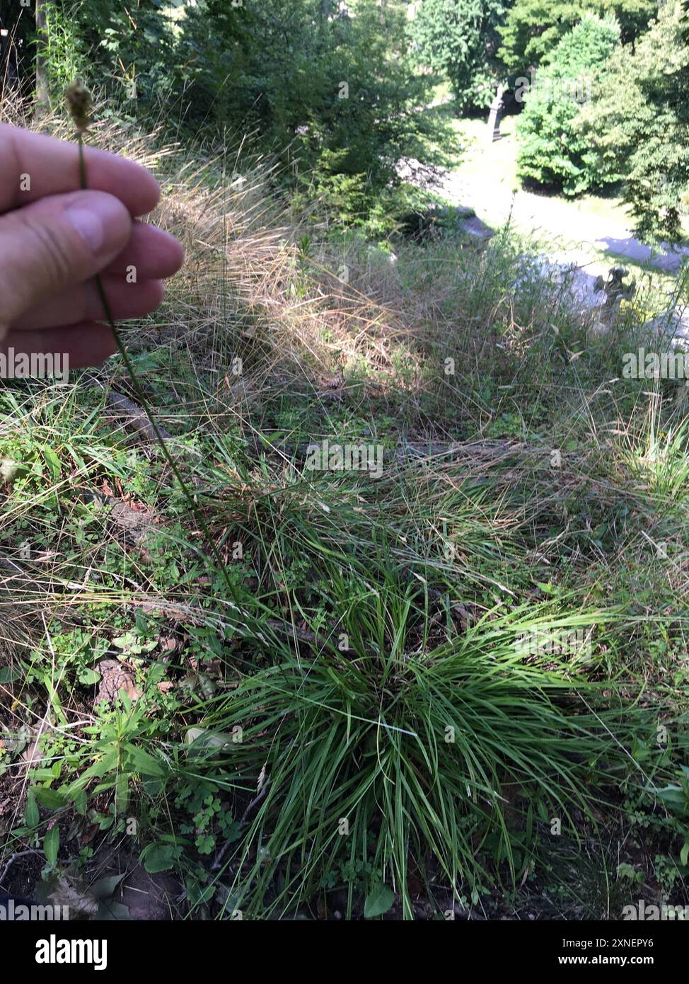 oval-headed sedge (Carex cephalophora) Plantae Stock Photo - Alamy