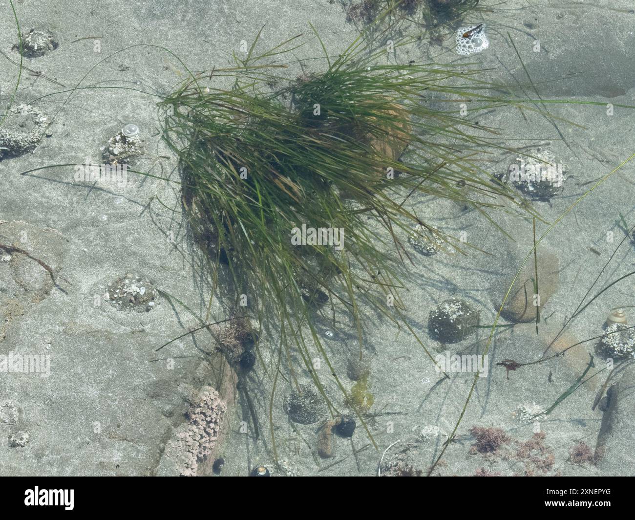 surfgrasses (Phyllospadix) Plantae Stock Photo - Alamy