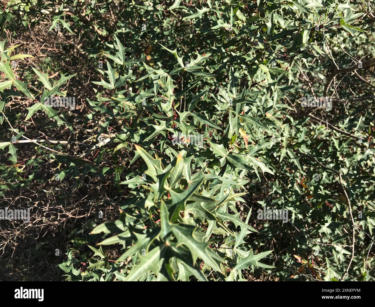 Agarita (Berberis trifoliolata) Plantae Stock Photo - Alamy