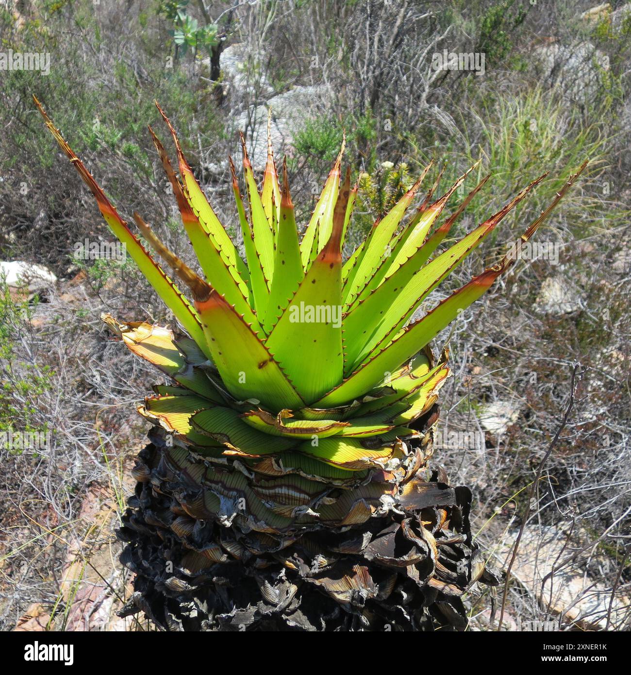 lined red-spined aloe (Aloe lineata lineata) Plantae Stock Photo - Alamy