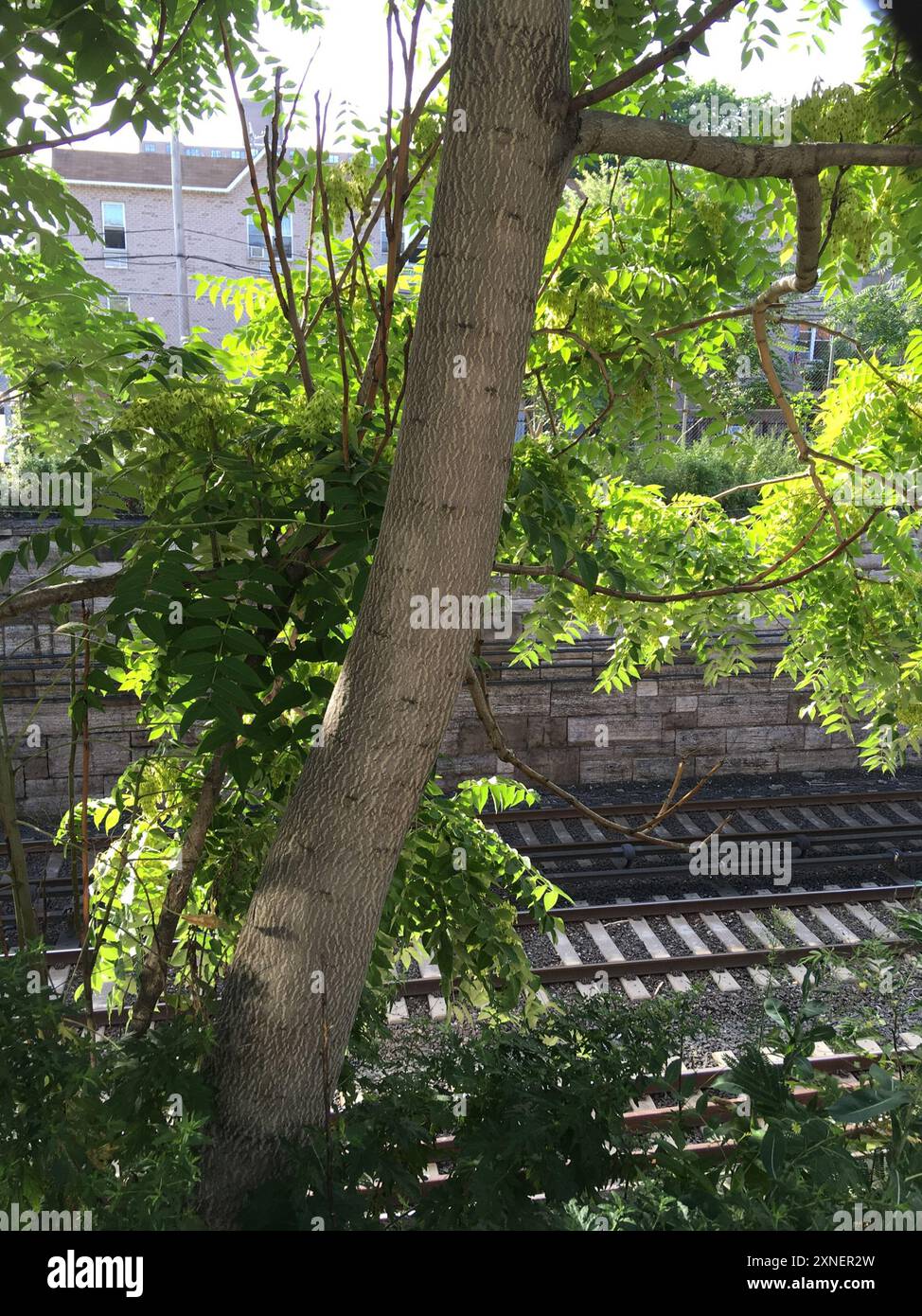 tree-of-heaven (Ailanthus altissima) Plantae Stock Photo - Alamy