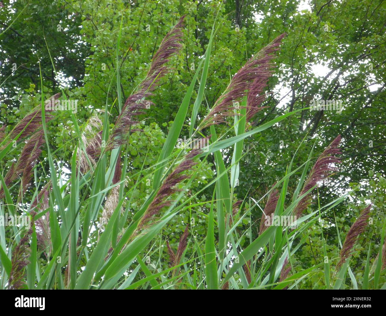 common reed (Phragmites australis) Plantae Stock Photo - Alamy
