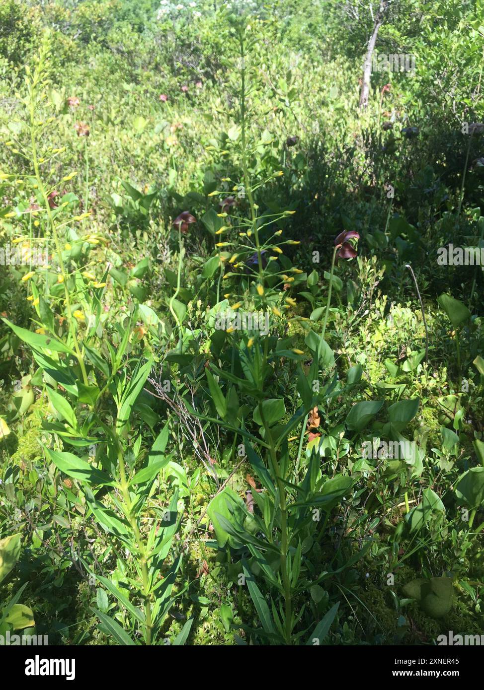 flowering plants (Angiospermae) Plantae Stock Photo - Alamy