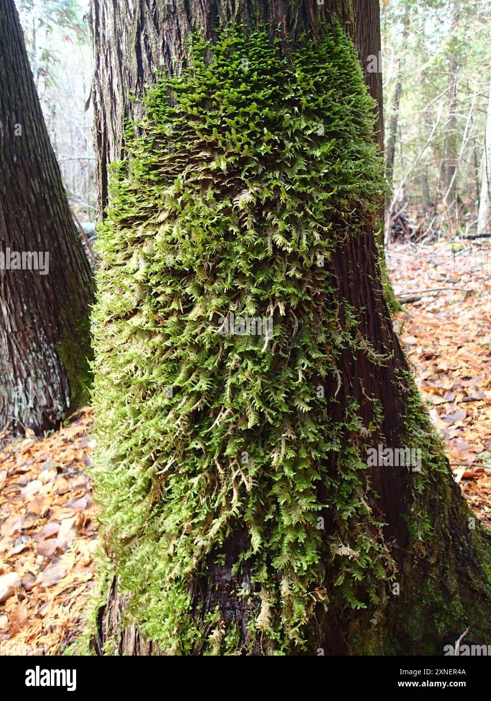 shingle moss (Neckera pennata) Plantae Stock Photo - Alamy